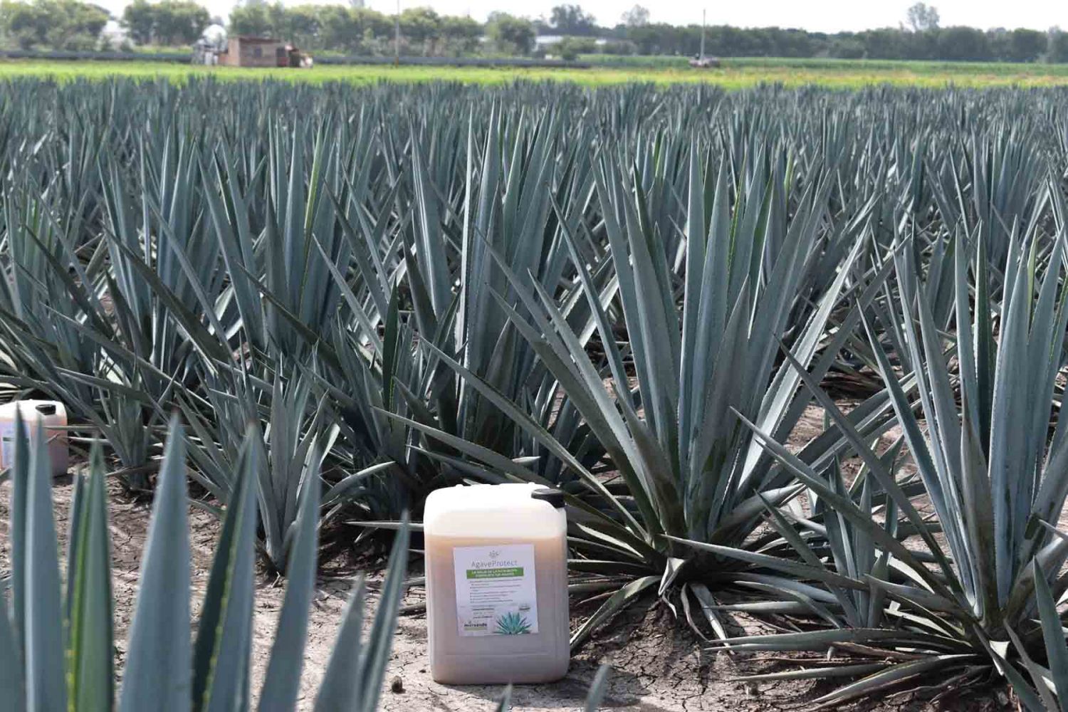 Patentan innovadora solución para combatir enfermedades del agave ...