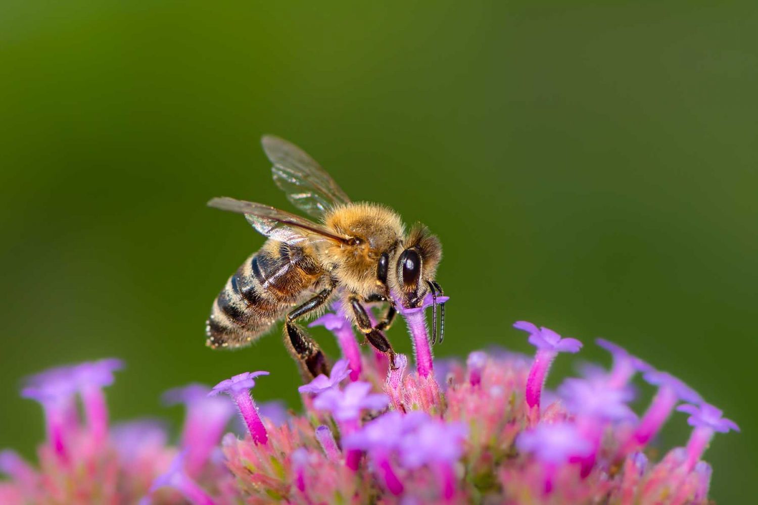 La importancia de las abejas, más allá de la miel | UAG Media Hub La importancia de las abejas, más allá de la miel | UAG Media Hub