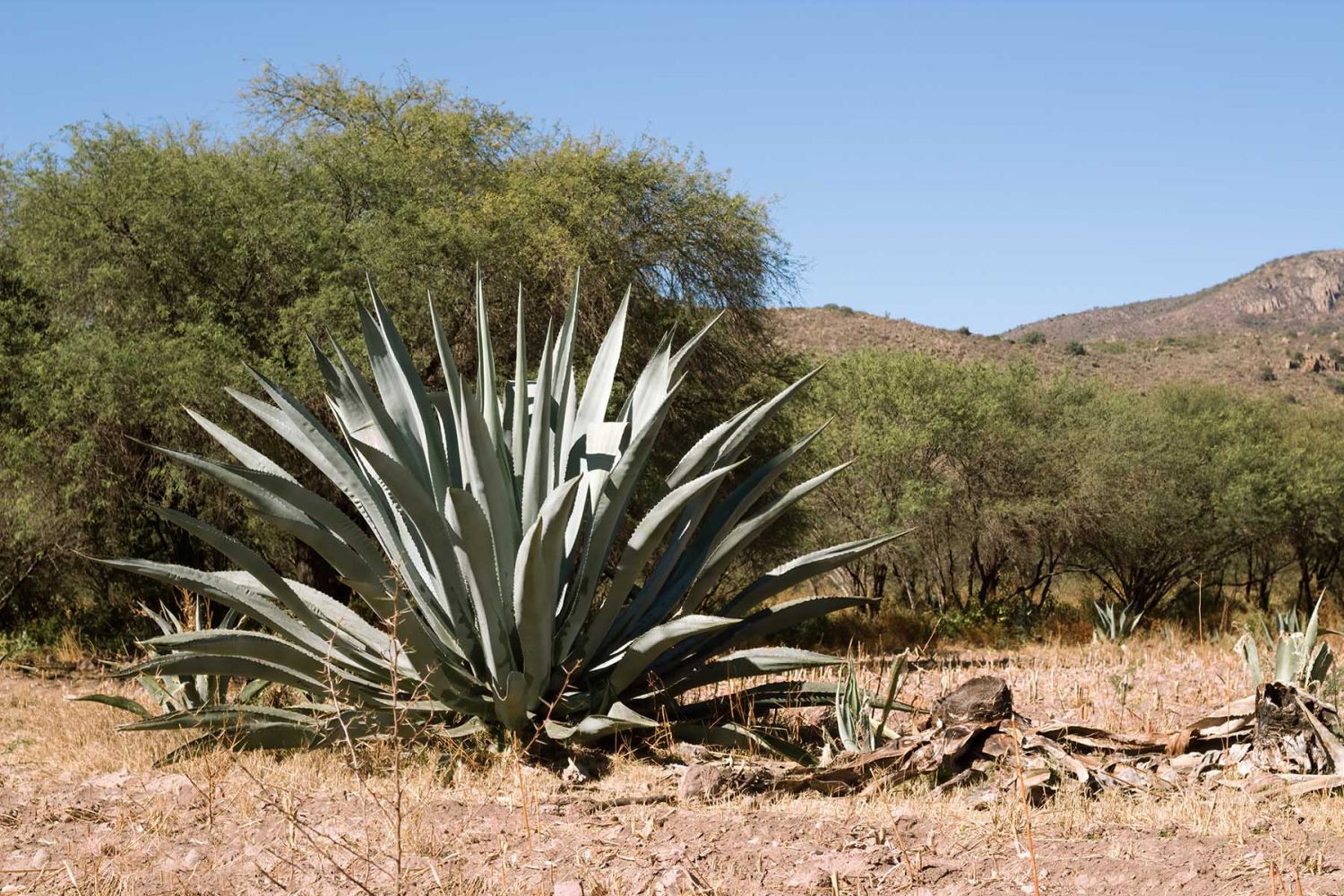 Tratan de hacer conciencia sobre la extinción del agave mezcalero | UAG ... Tratan de hacer conciencia sobre la extinción del agave mezcalero | UAG ...